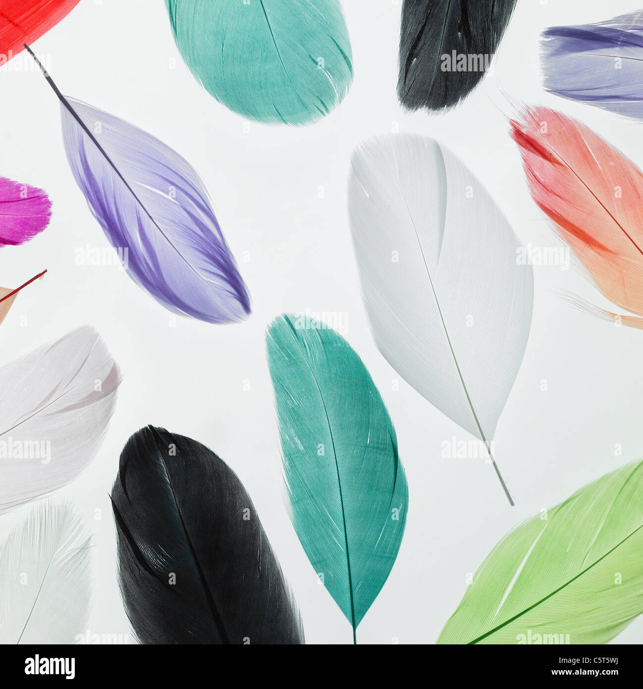 Various colors of feathers Stock Photo - Alamy