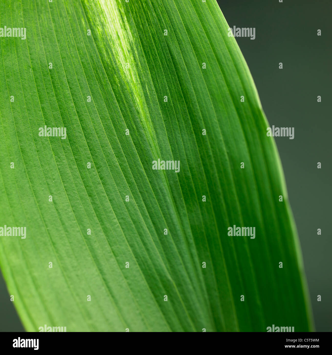 Plant growth patterns hi-res stock photography and images - Alamy