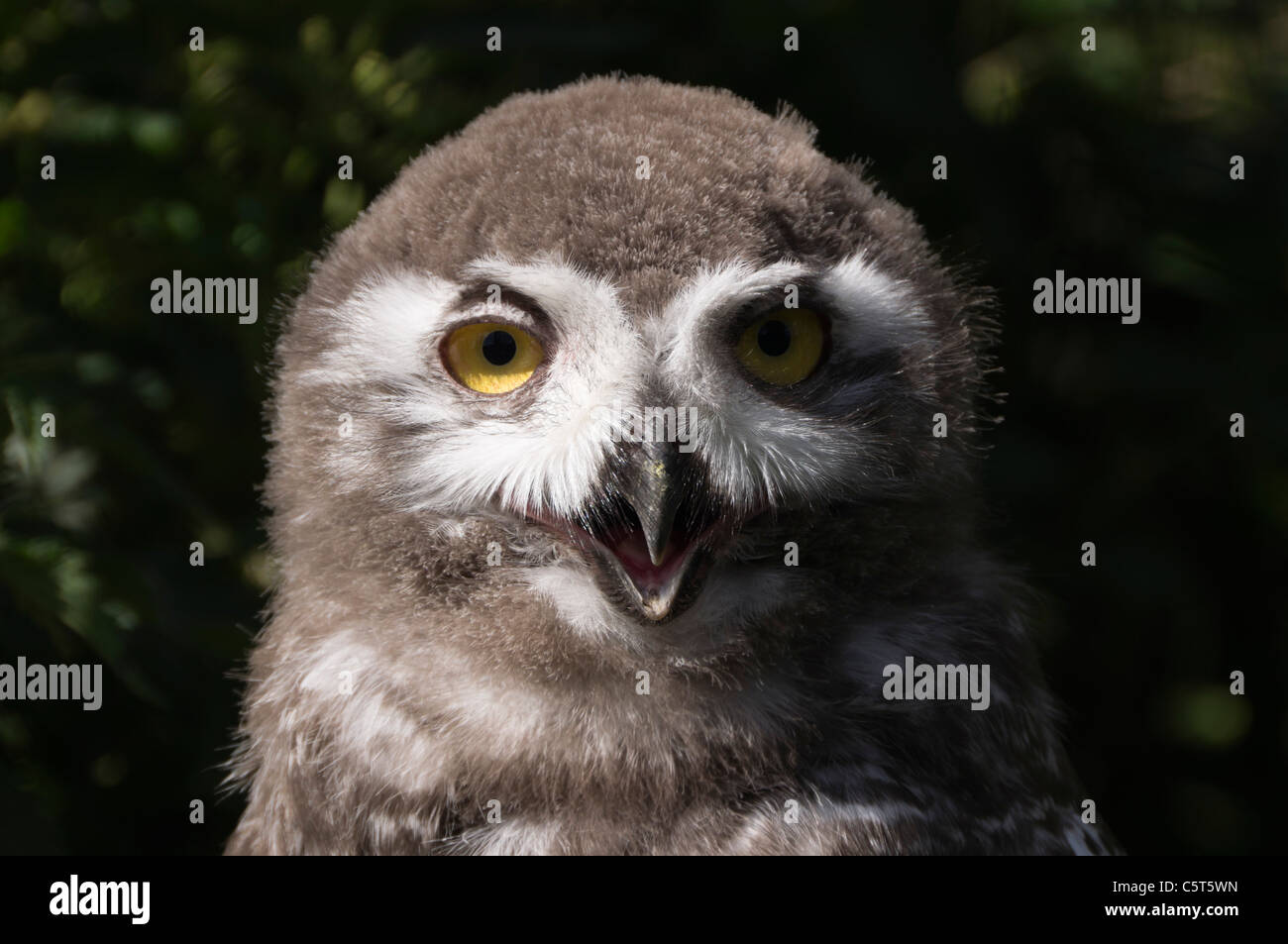 Five Sisters Zoo, Polbeth, near Livingston, Scotland - young owl Stock ...