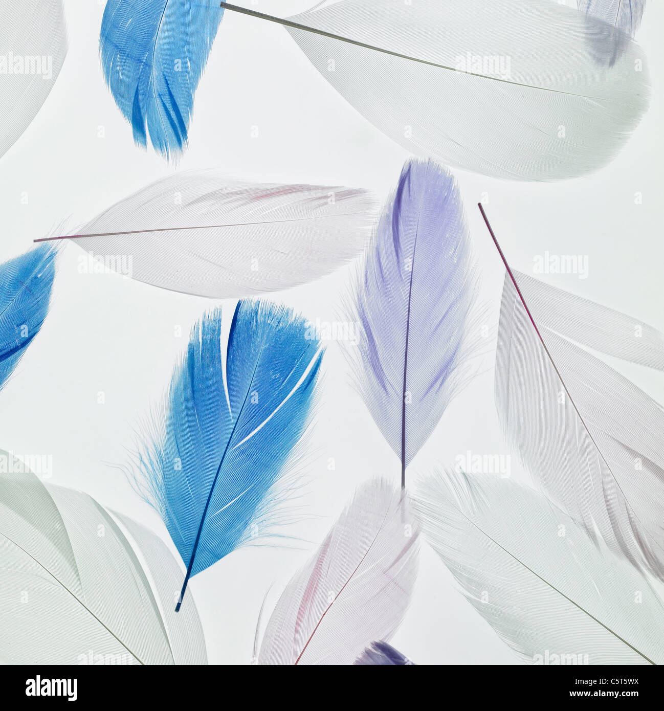 Color of feathers hi-res stock photography and images - Alamy