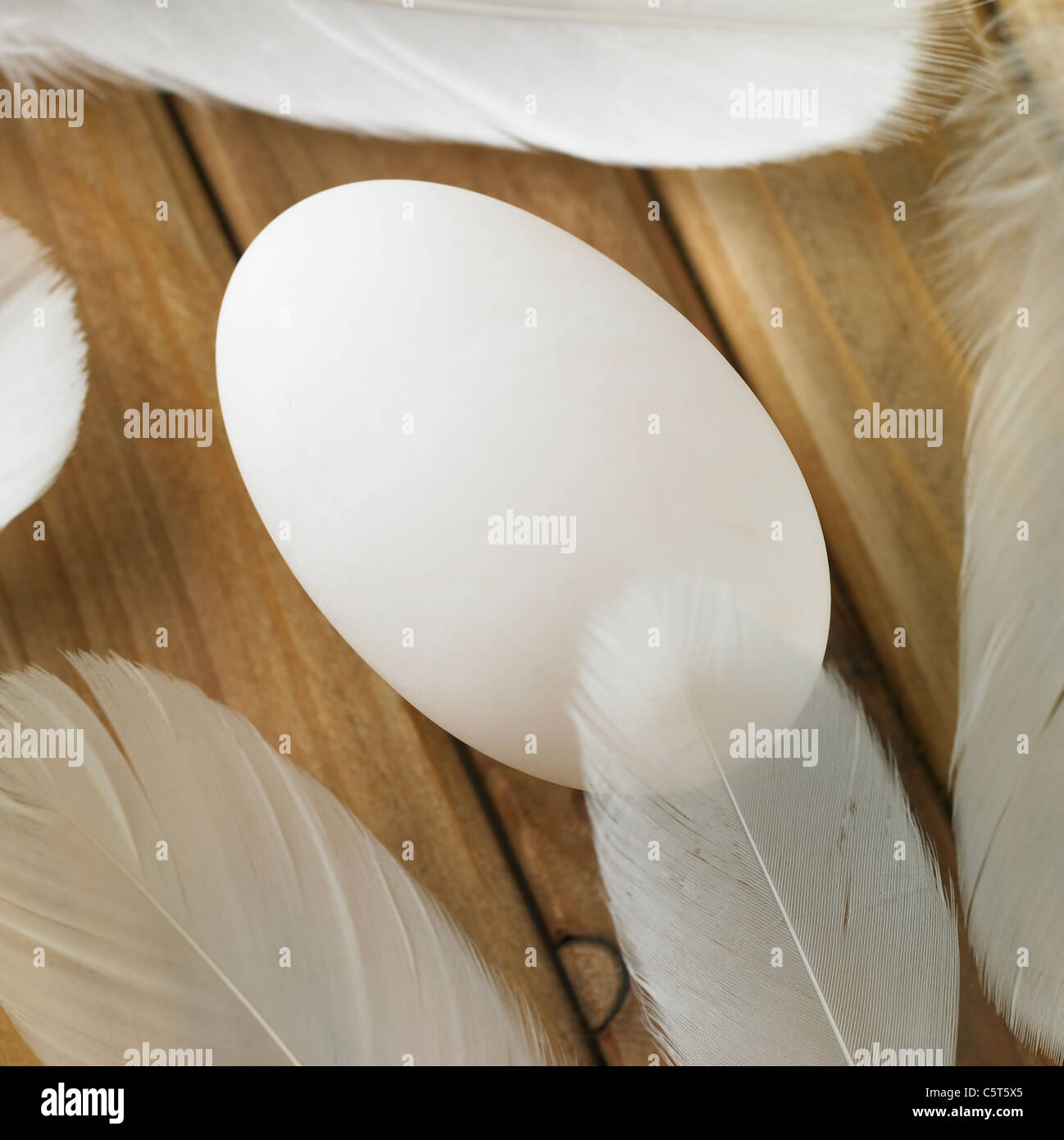 An egg with feathers Stock Photo - Alamy