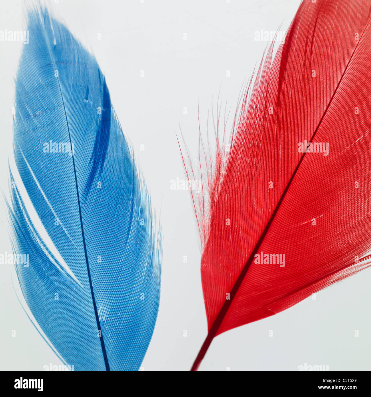 Two birds cutout hi-res stock photography and images - Alamy