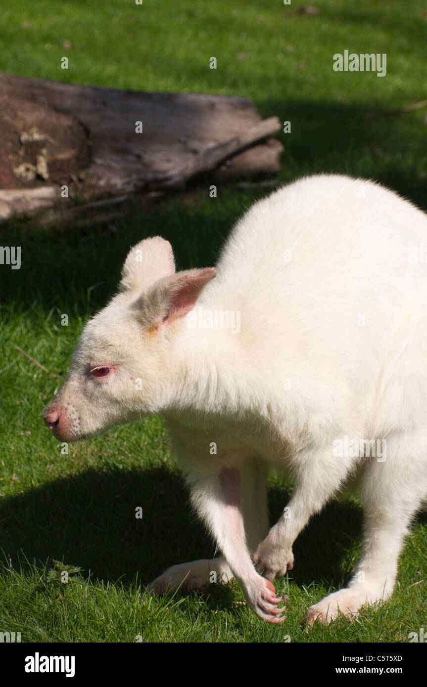 Five Sisters Zoo, Polbeth, near Livingston, Scotland - albino wallaby ...