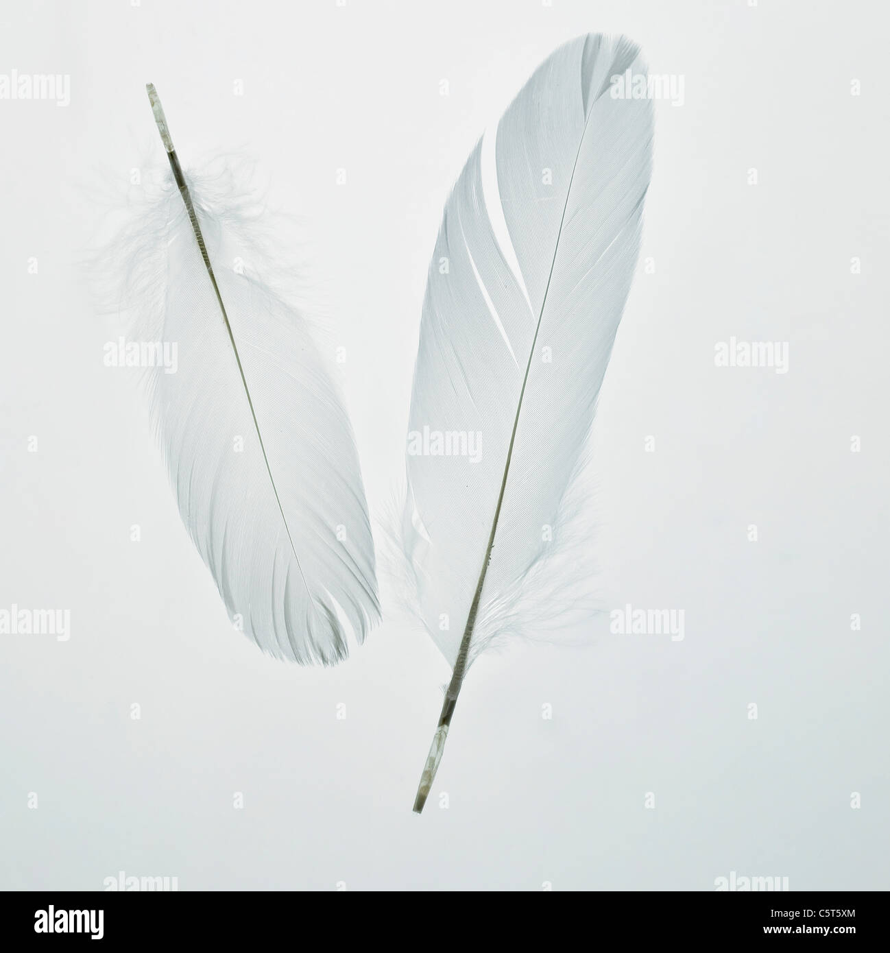 Two white feathers hi-res stock photography and images - Alamy
