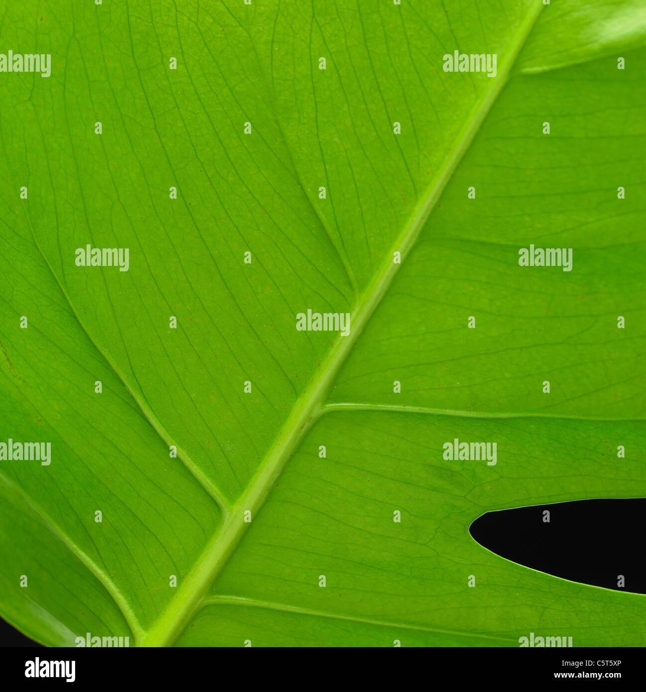 Back of a leaf Stock Photo - Alamy
