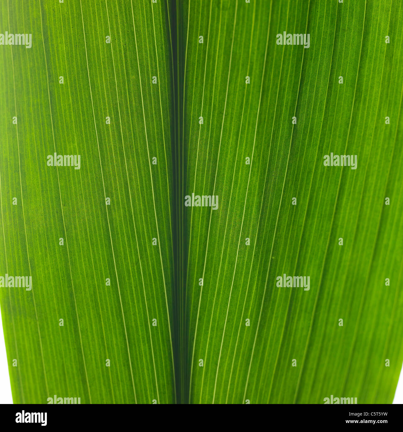 Green plant cutout hi-res stock photography and images - Alamy
