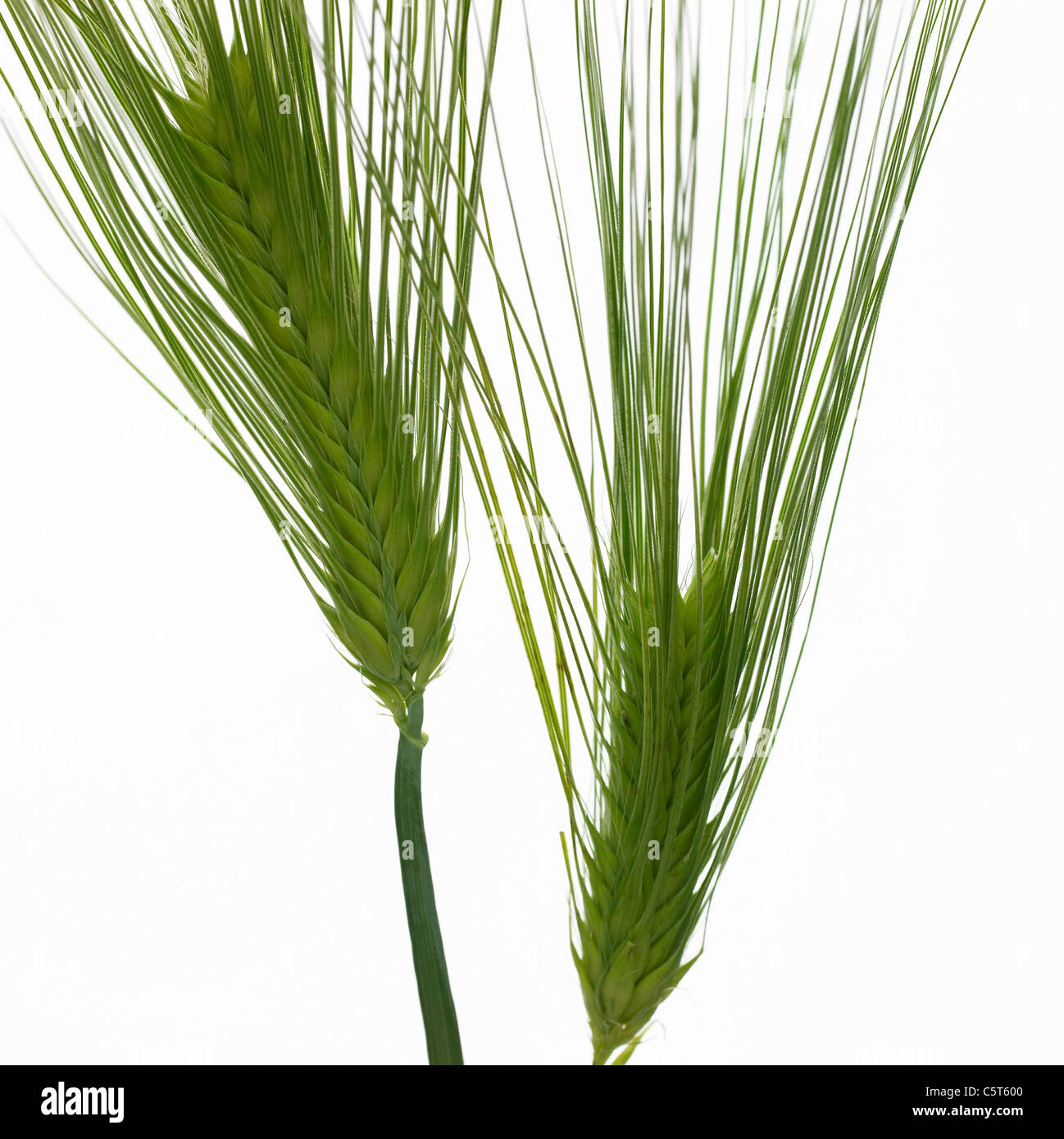 Crops plant crop hi-res stock photography and images - Alamy