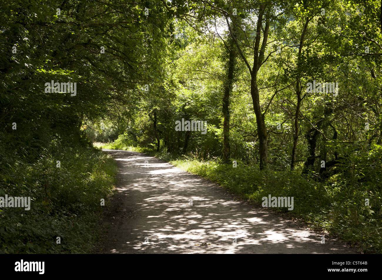 Camel Trail, Bodmin to Wadebridge Stock Photo - Alamy