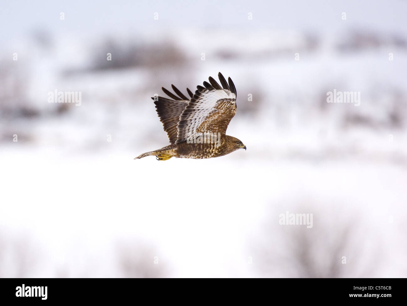 Buzzard flying hi-res stock photography and images - Alamy