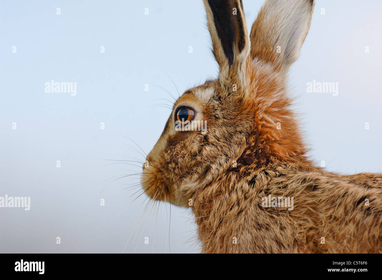 Close up brown hare lepus europaeus hi-res stock photography and images ...