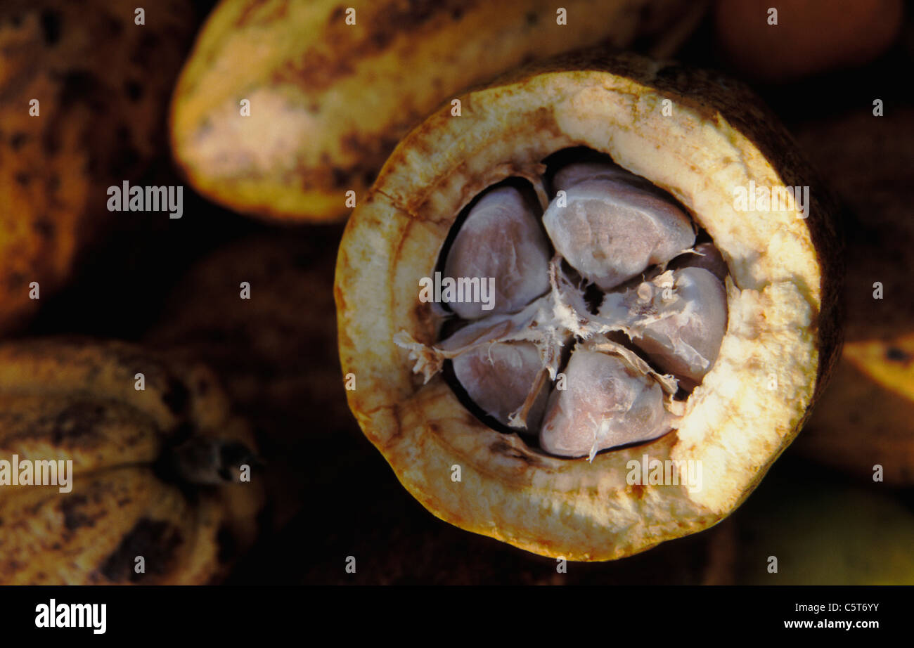 Theobroma cacao open pod hi-res stock photography and images - Alamy