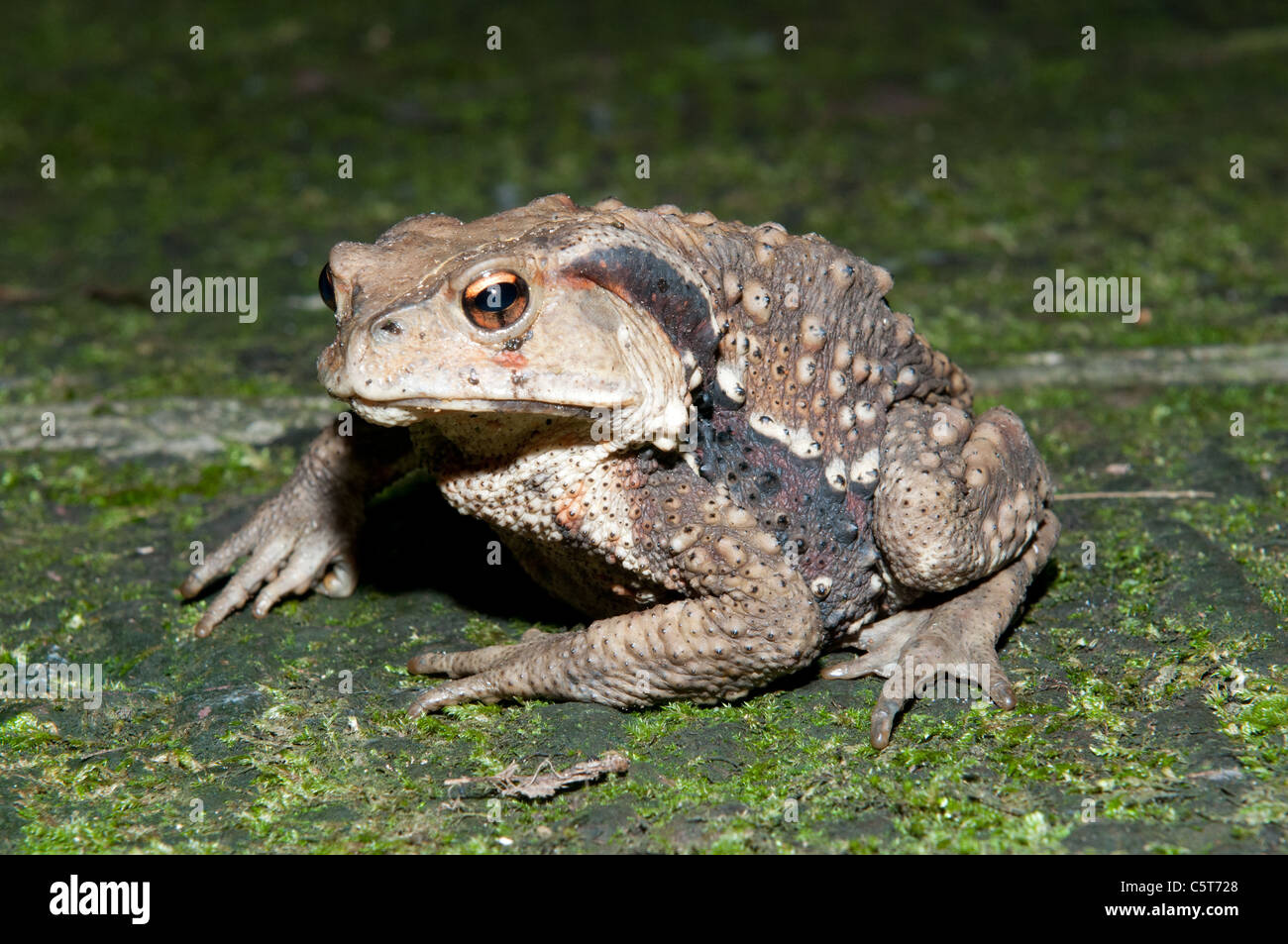 Rainforest toad hi-res stock photography and images - Alamy
