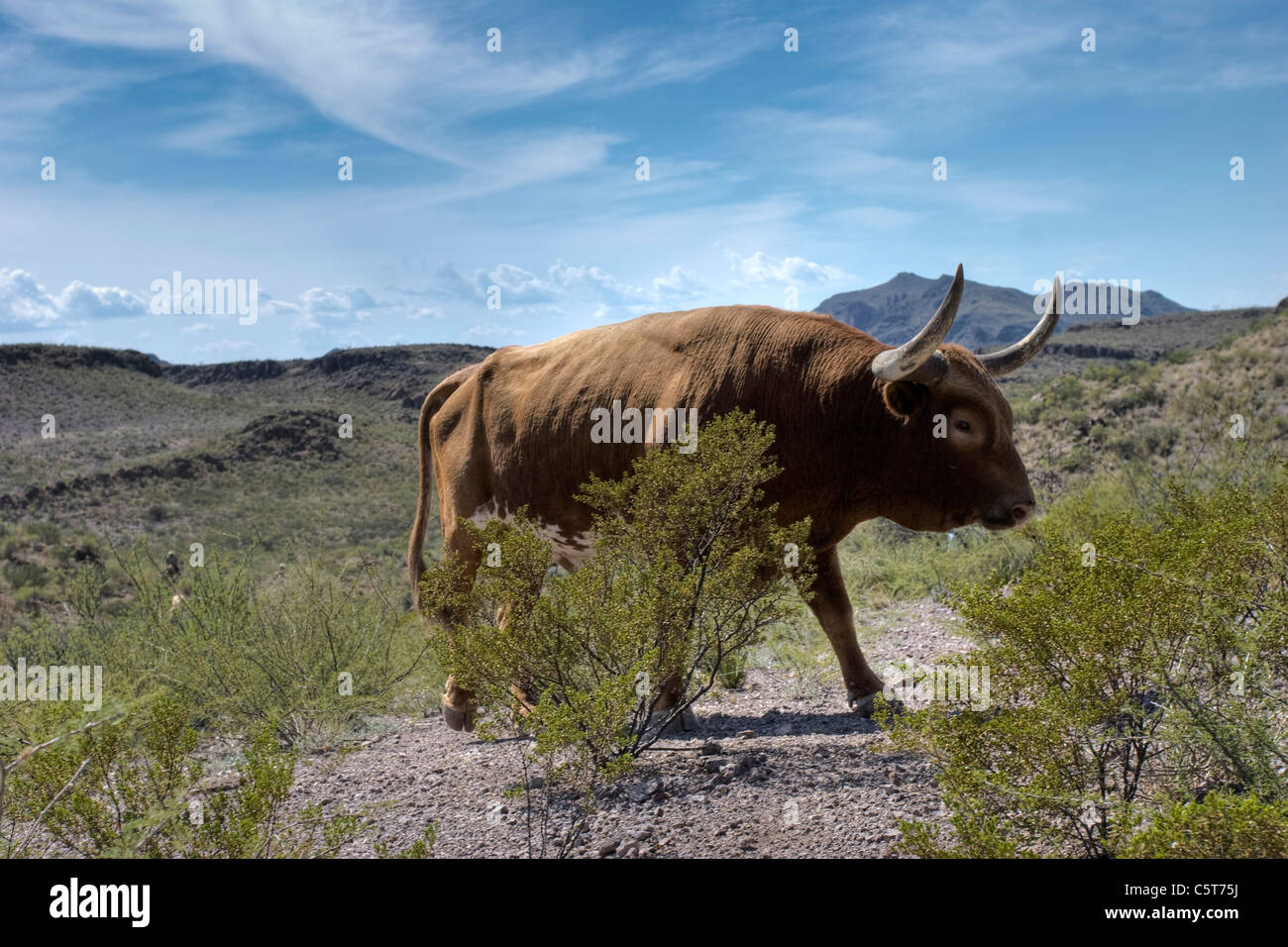 USA, Texas, Dallas, Texas Longhorn Cattle (Bos taurus Stock Photo - Alamy