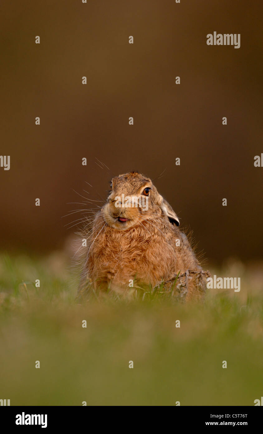 Hare lips hi-res stock photography and images - Alamy