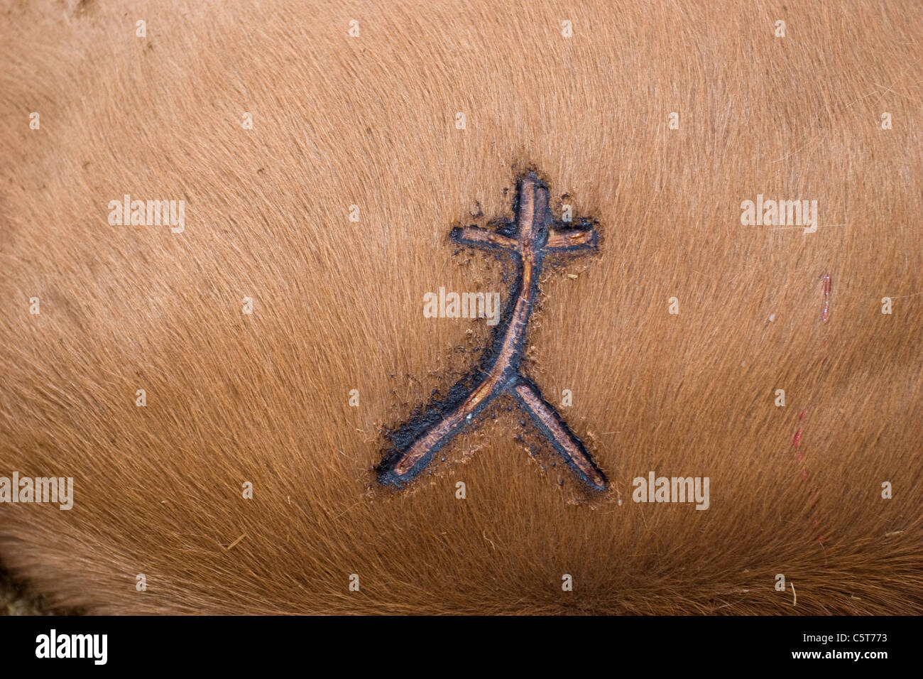 USA, Texas, Dallas, Branded cattle, close-up Stock Photo - Alamy