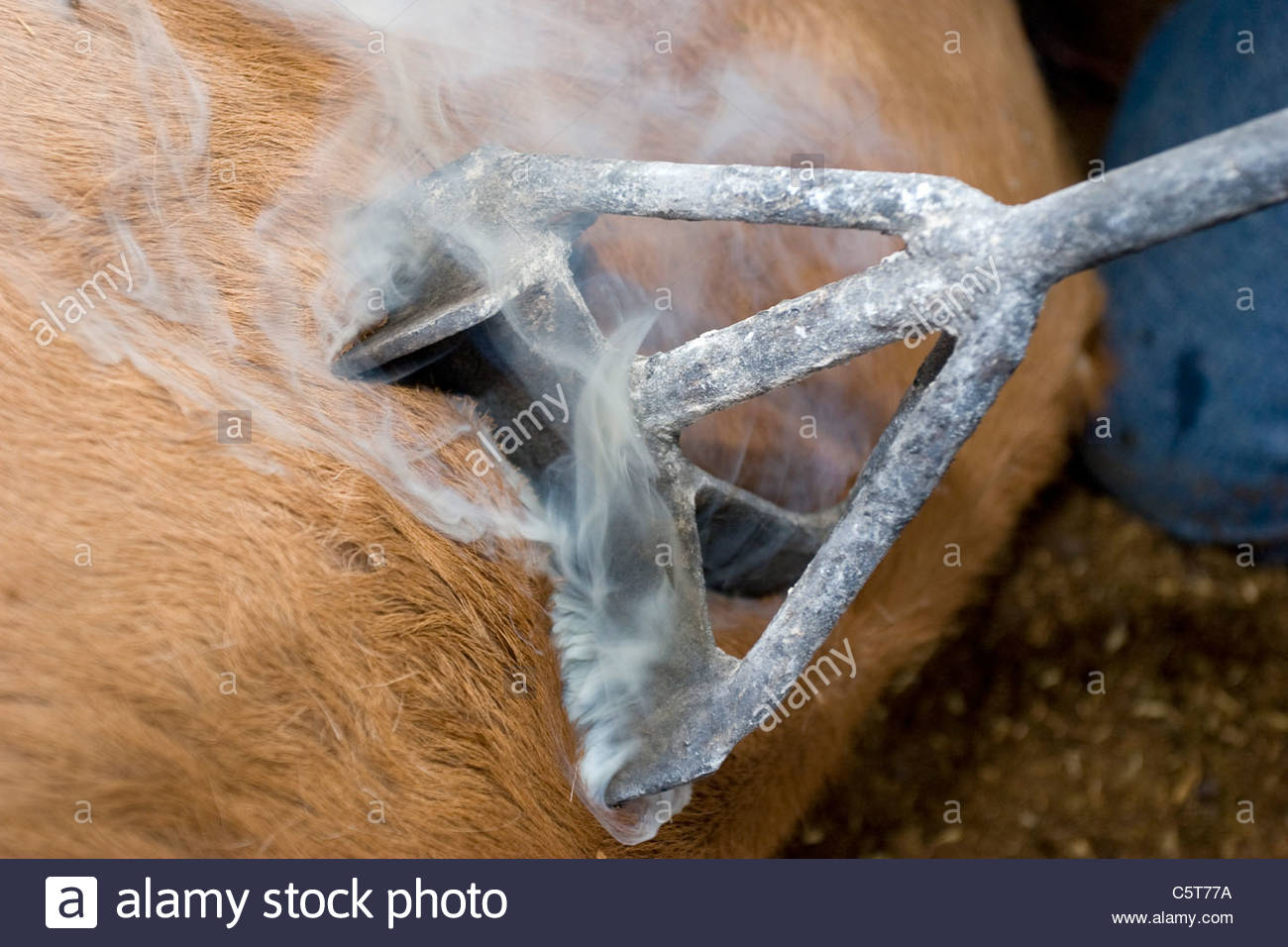 Cow Branding Stock Photos & Cow Branding Stock Images - Alamy