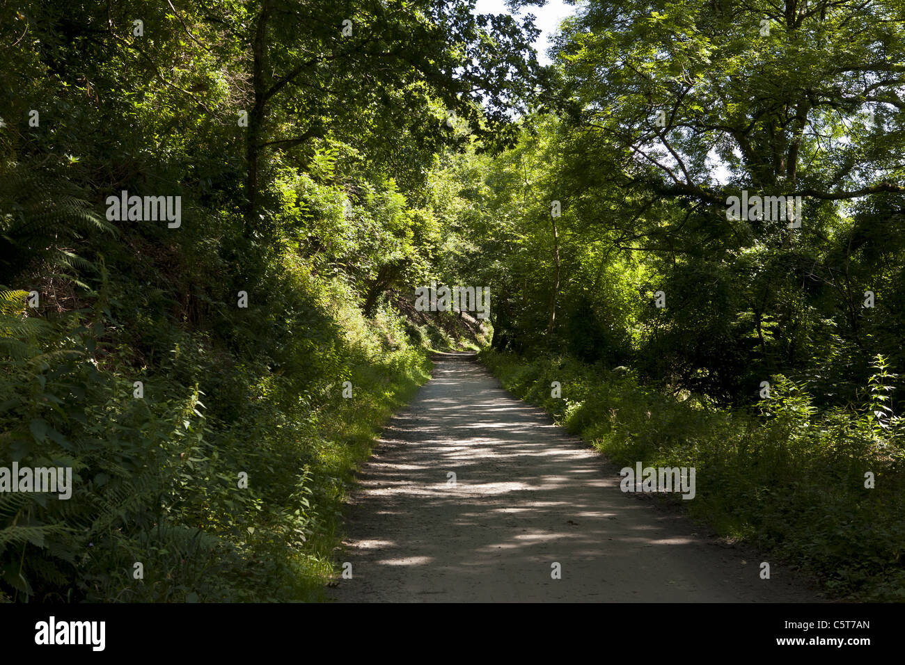 Camel Trail, Bodmin to Wadebridge Stock Photo - Alamy