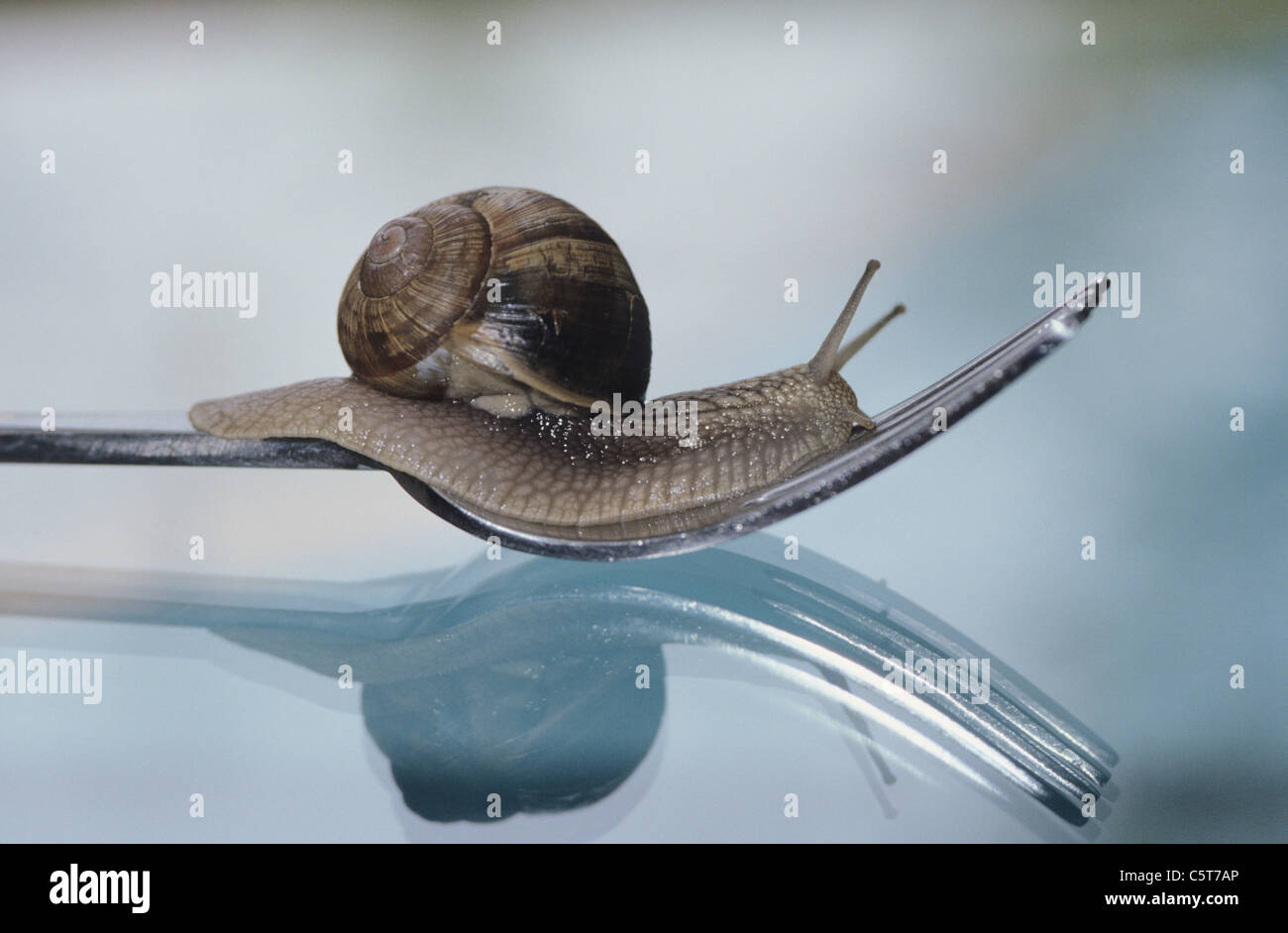 Foreground white snail shell hi-res stock photography and images - Alamy