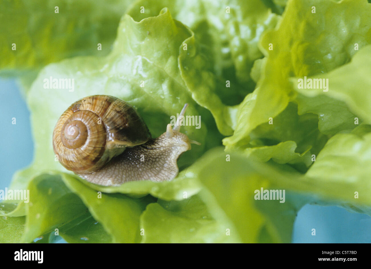 Snail on green salad Stock Photo - Alamy