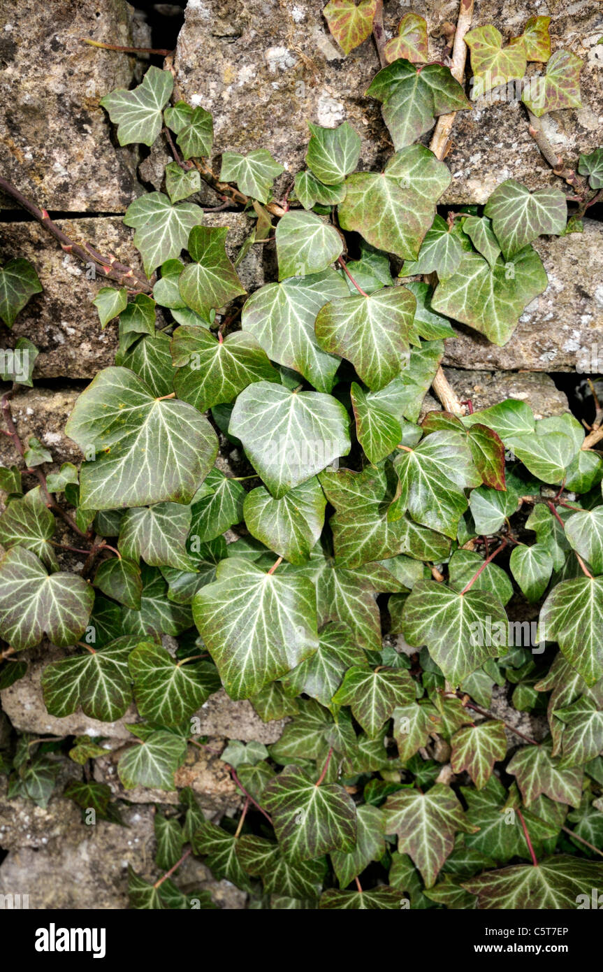 Ivy (Hedera sp.) climbing on a Stone Wall Stock Photo - Alamy