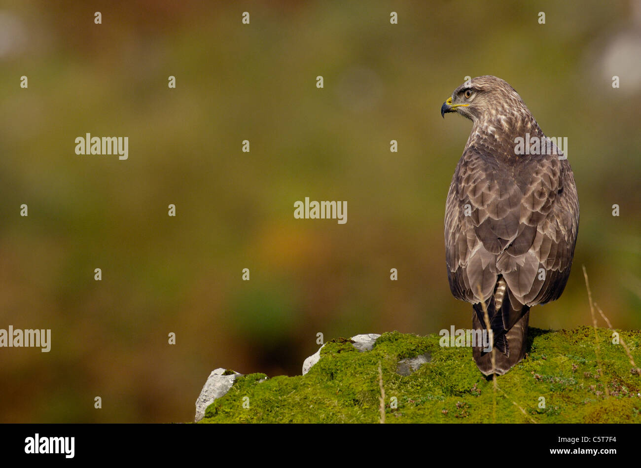 Buzzard perched hi-res stock photography and images - Alamy