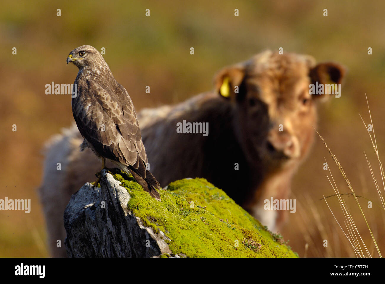 Highland cow calf hi-res stock photography and images - Alamy
