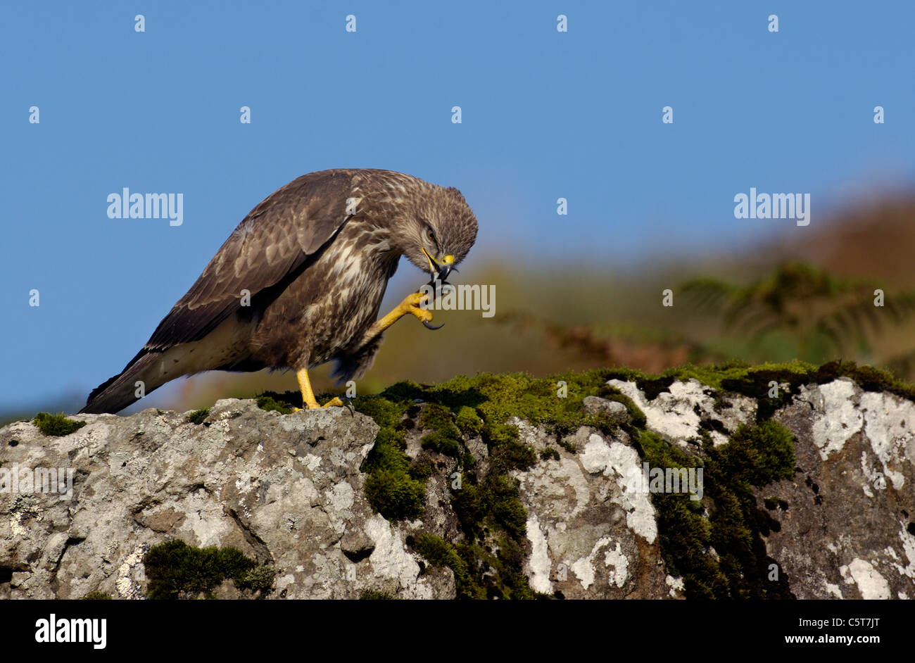 BUZZARD Buteo buteo A confiding adult grooming itself with its talons ...