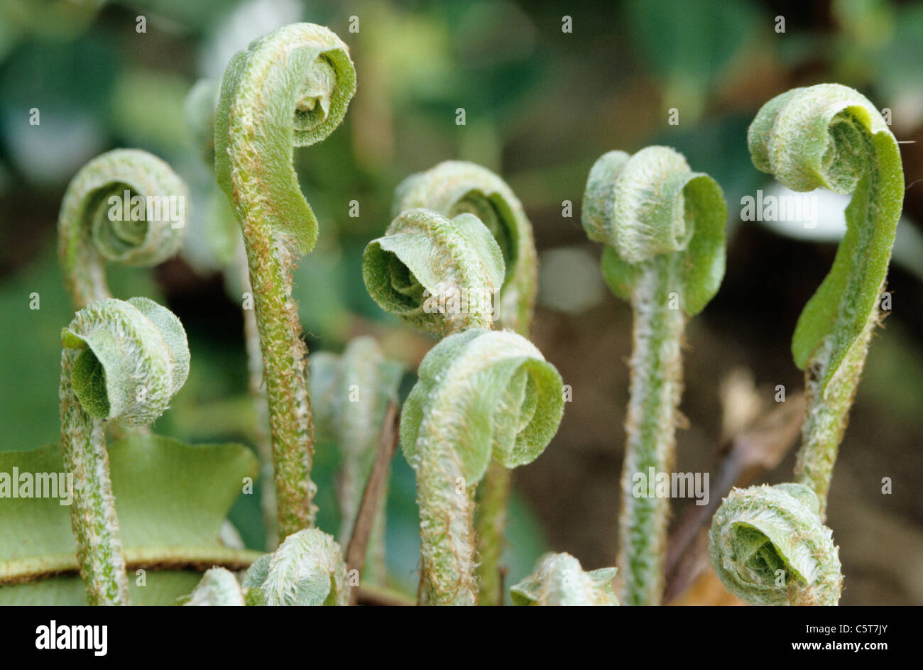 Phyllitis scolopendrium, fern Stock Photo - Alamy