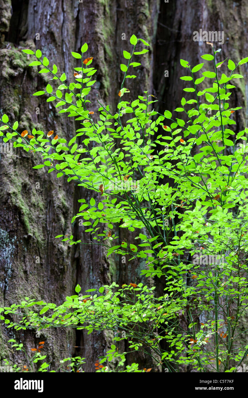 Details of plant and redwood tree bark on the Boy Scout Tree Trail ...