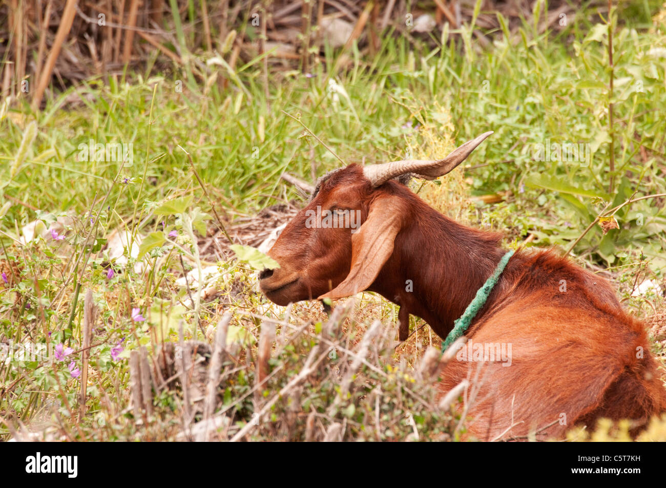 Goat, Patara, Turkey Stock Photo - Alamy