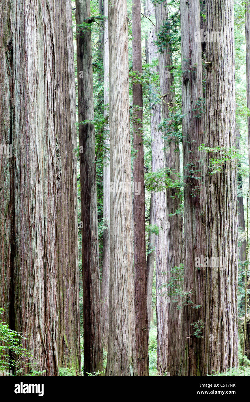 Redwood Trees on Boy Scout Tree Trail California USA Stock Photo - Alamy