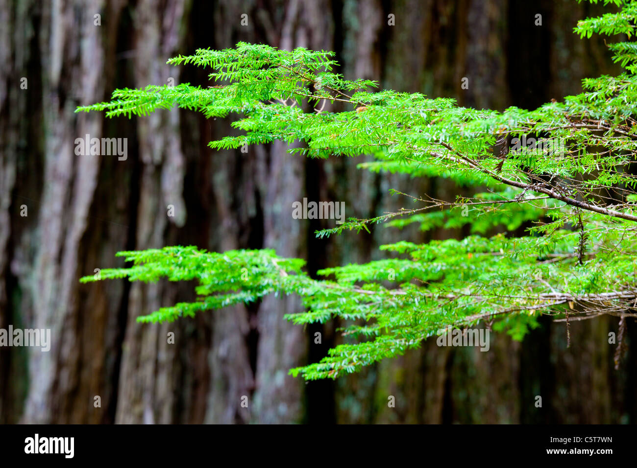Details of plant and redwood tree bark on the Boy Scout Tree Trail ...