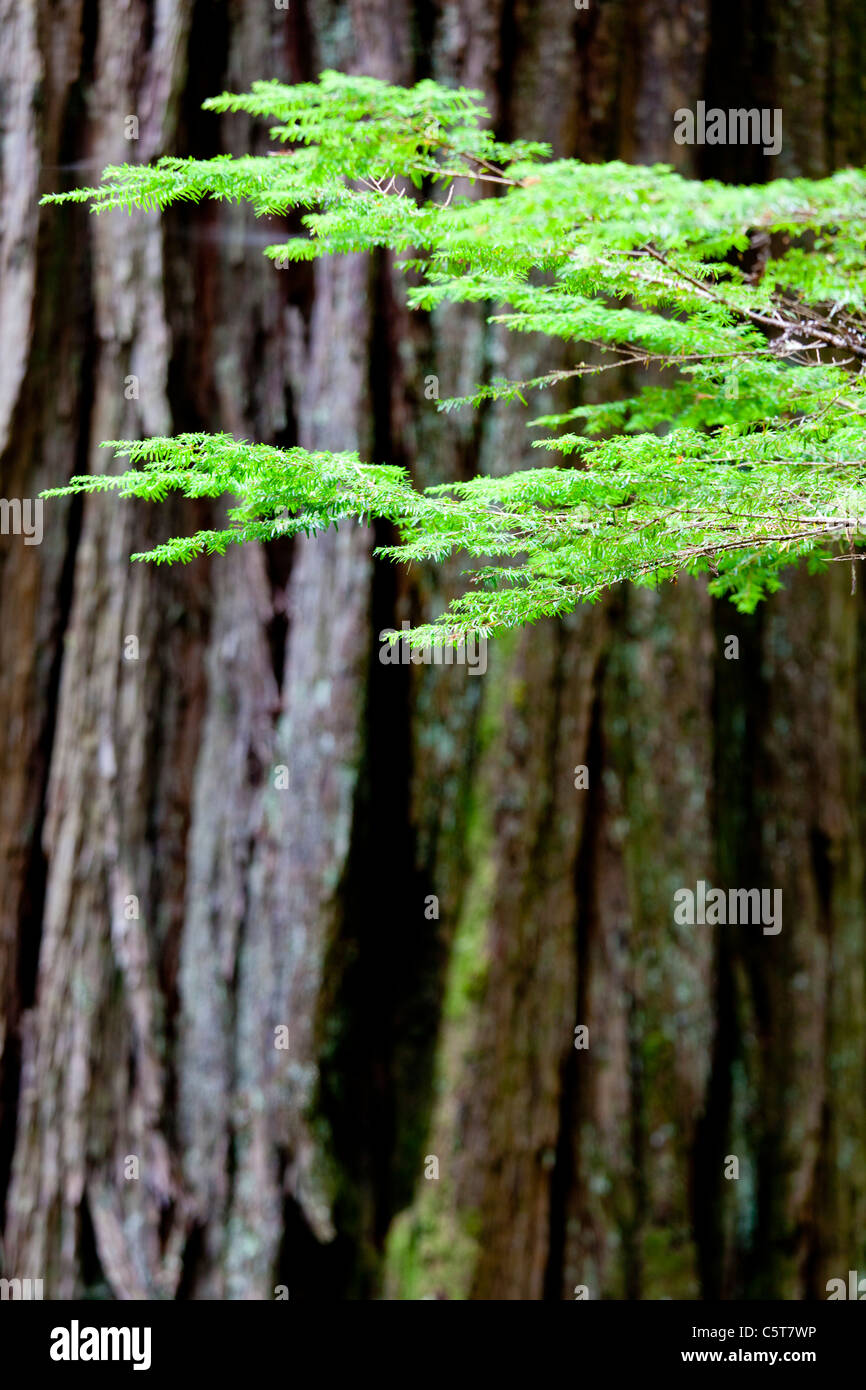 Details of plant and redwood tree bark on the Boy Scout Tree Trail ...