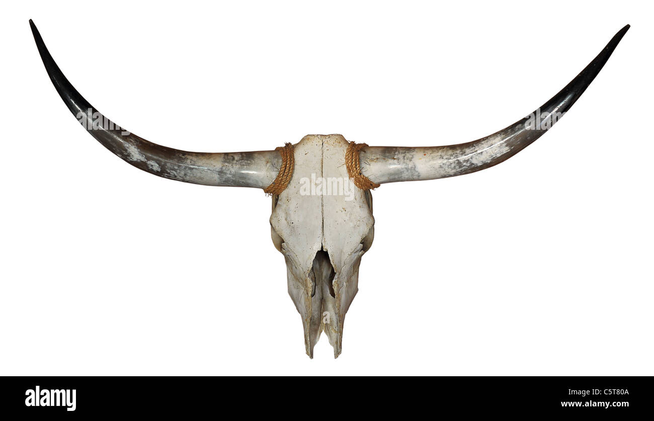 Longhorn skull hi-res stock photography and images - Alamy