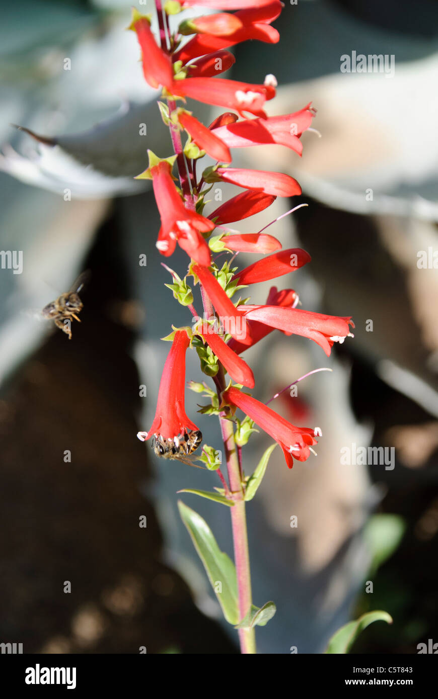 Bees pollinate Firecracker Pentemon flowers Stock Photo - Alamy