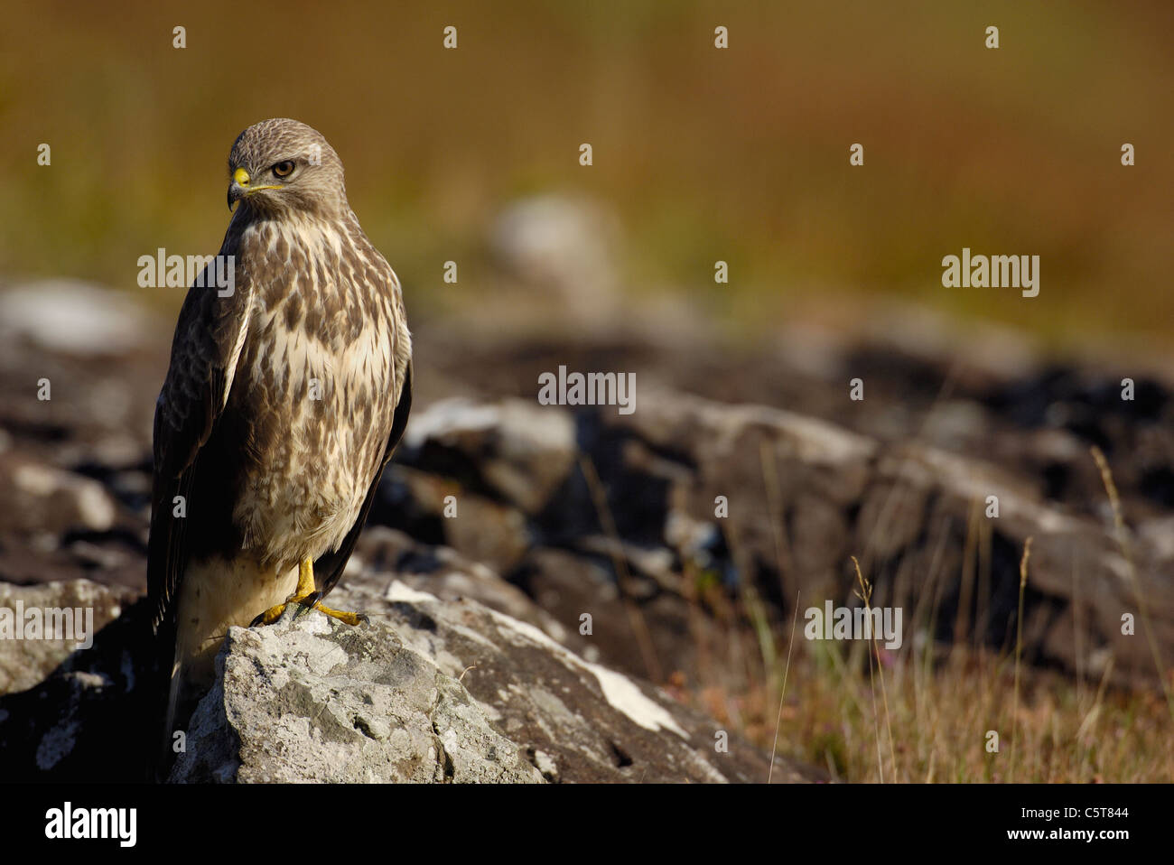 Buzzard perched hi-res stock photography and images - Alamy