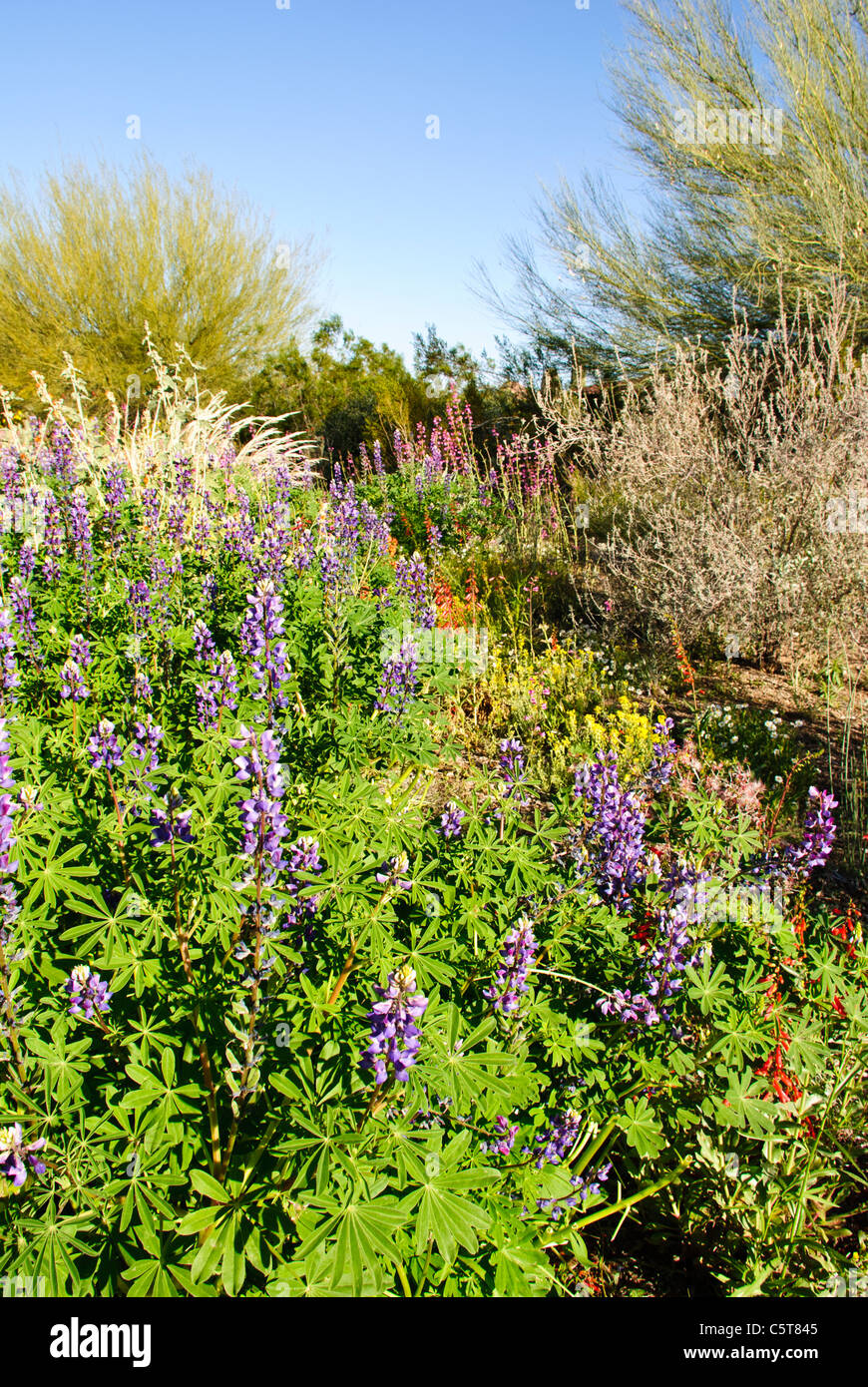 Aroyo Lupine blooms dominate this desert garden Stock Photo - Alamy