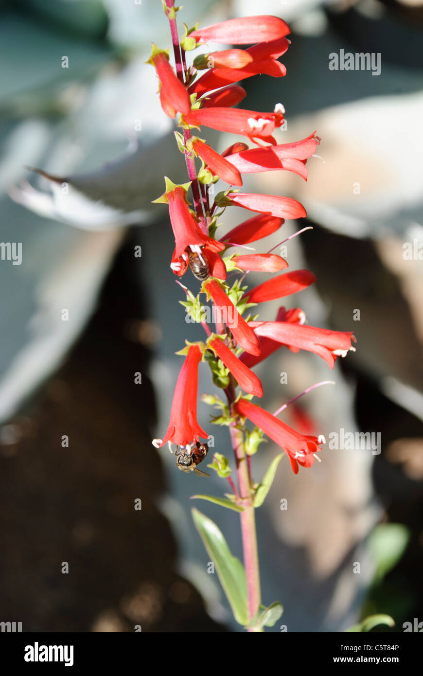Bees pollinate Firecracker Pentemon flowers Stock Photo - Alamy