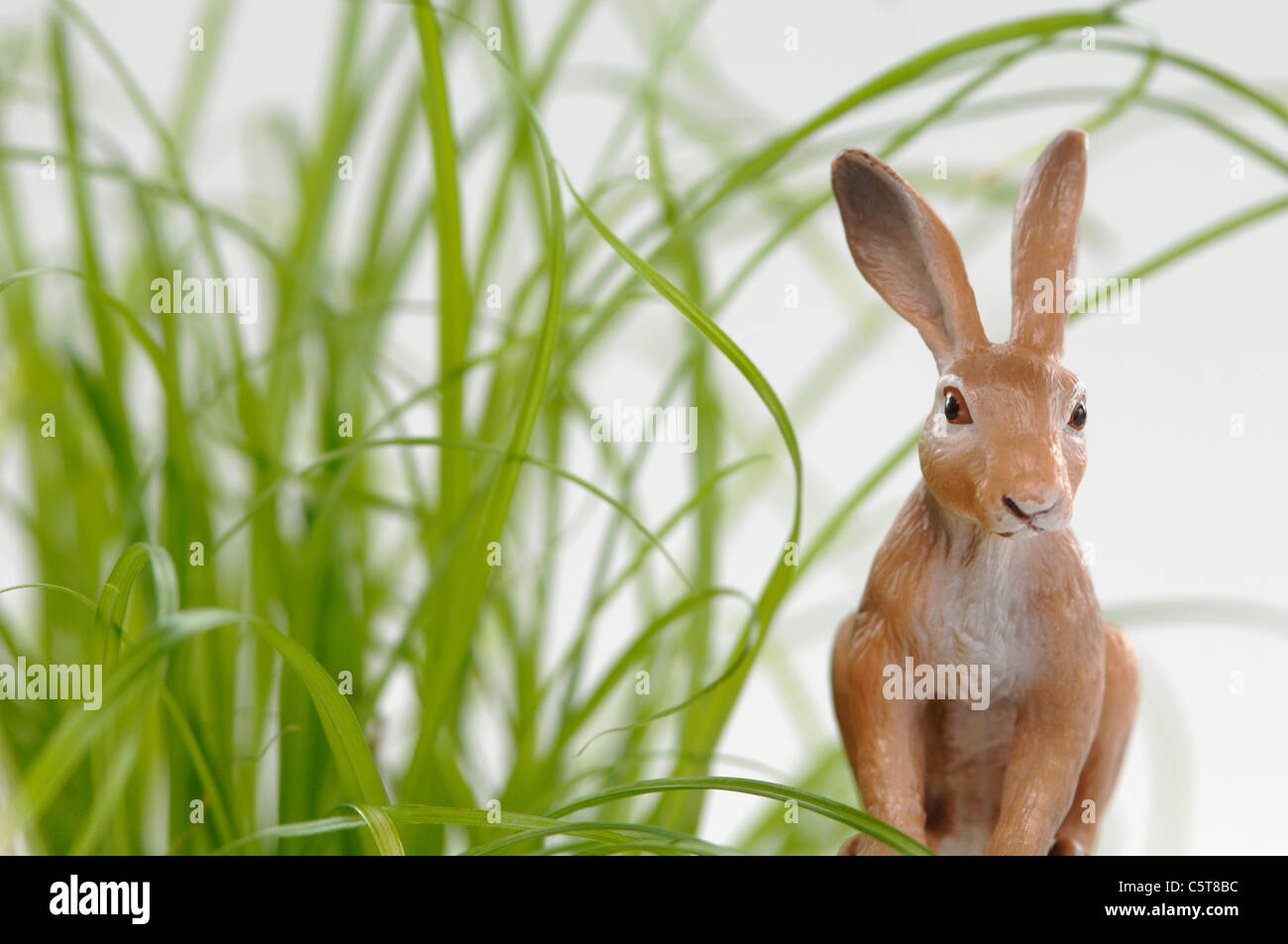 Bunny in grass hi-res stock photography and images - Alamy