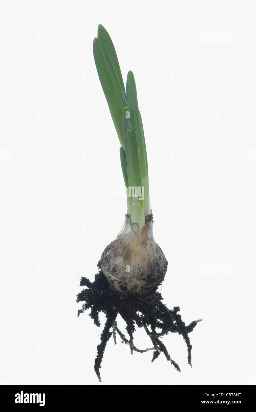 Narcissus plant, root ball, close up Stock Photo - Alamy
