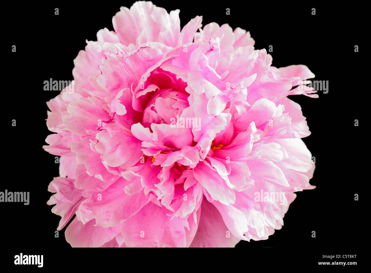 Paeoniaceae family hi-res stock photography and images - Alamy