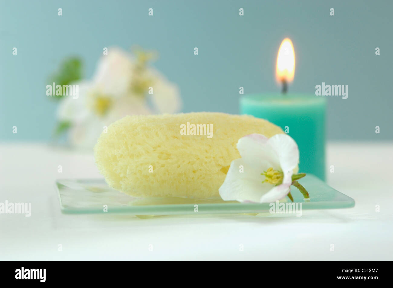 Glass sponge hi-res stock photography and images - Alamy