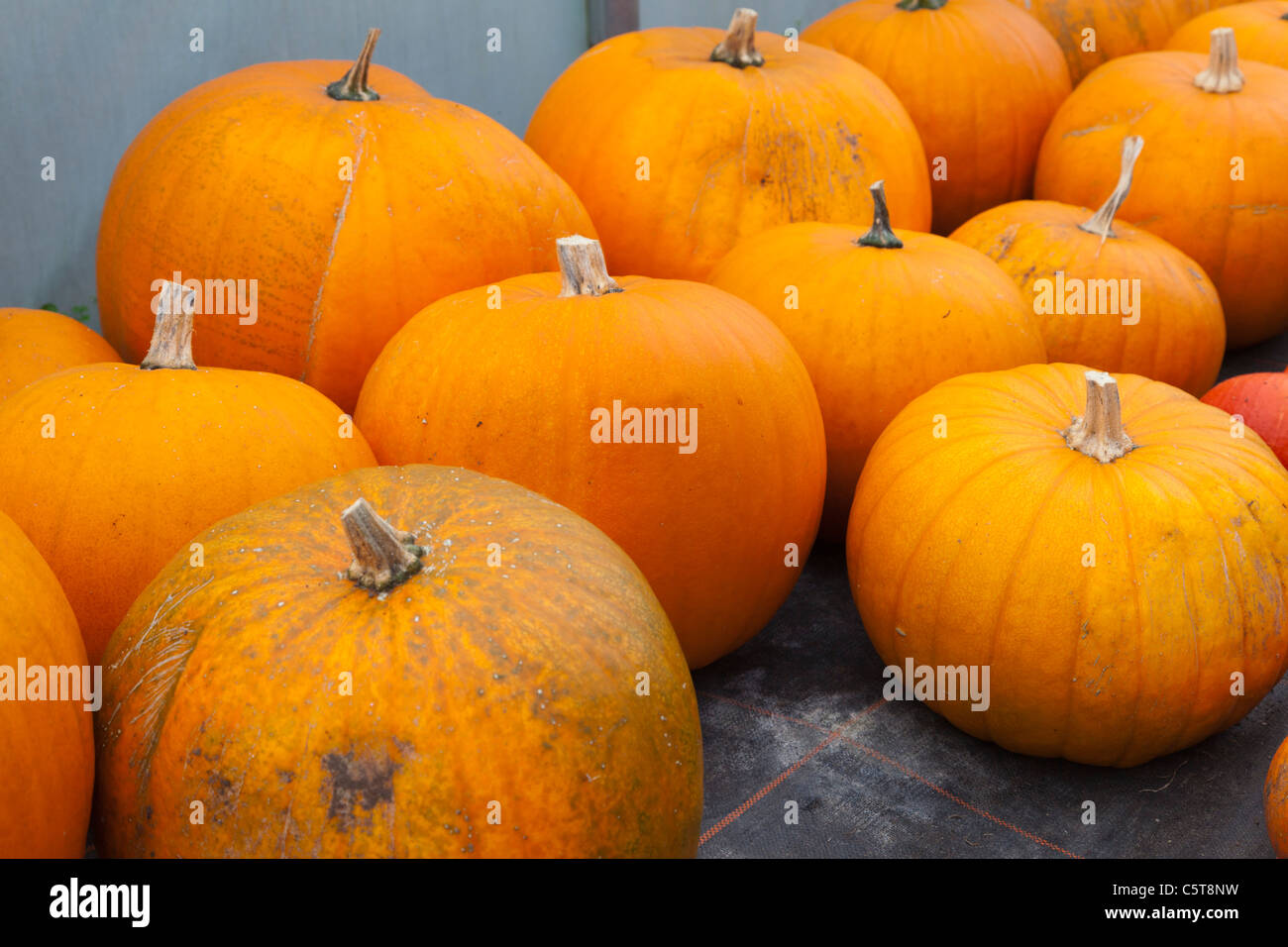 Pumpkins drying outside Stock Photo - Alamy
