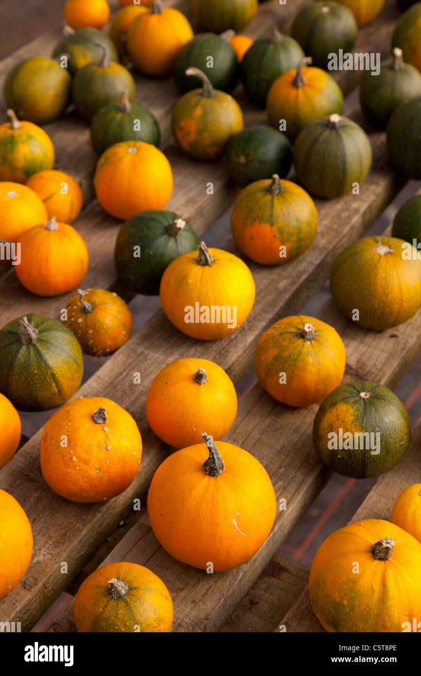 Pumpkins drying outside Stock Photo - Alamy