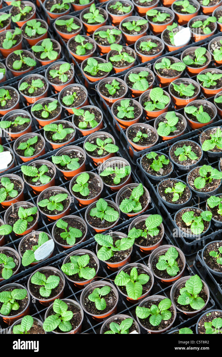 Seedlings growing in plant pots Stock Photo - Alamy