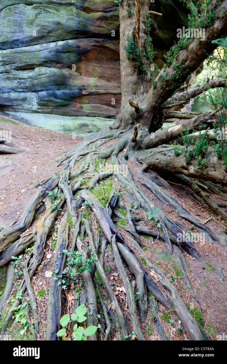 Plumpton Rocks North Yorkshire England Stock Photo - Alamy