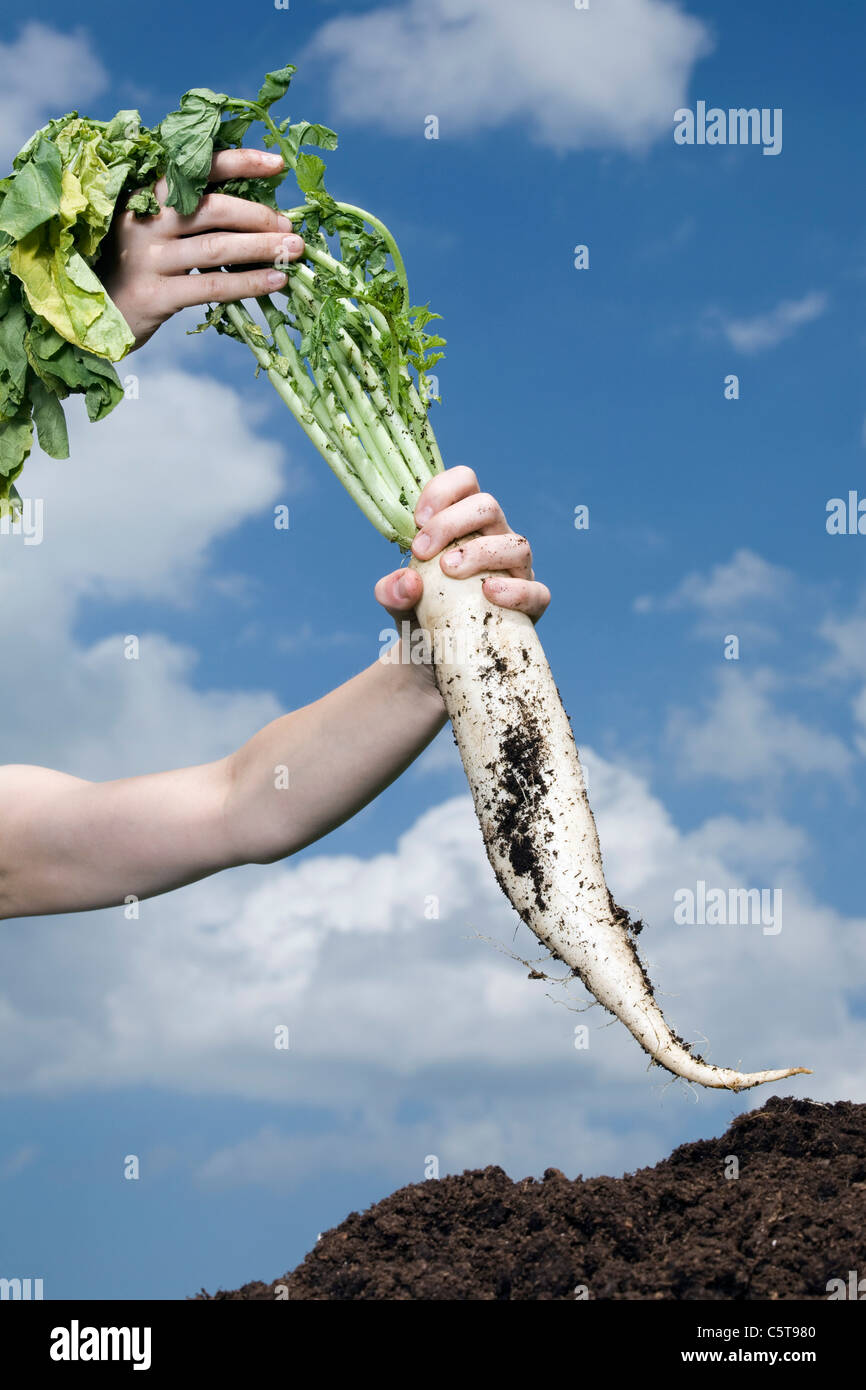 Hand holding radish (Raphanus), close-up Stock Photo - Alamy
