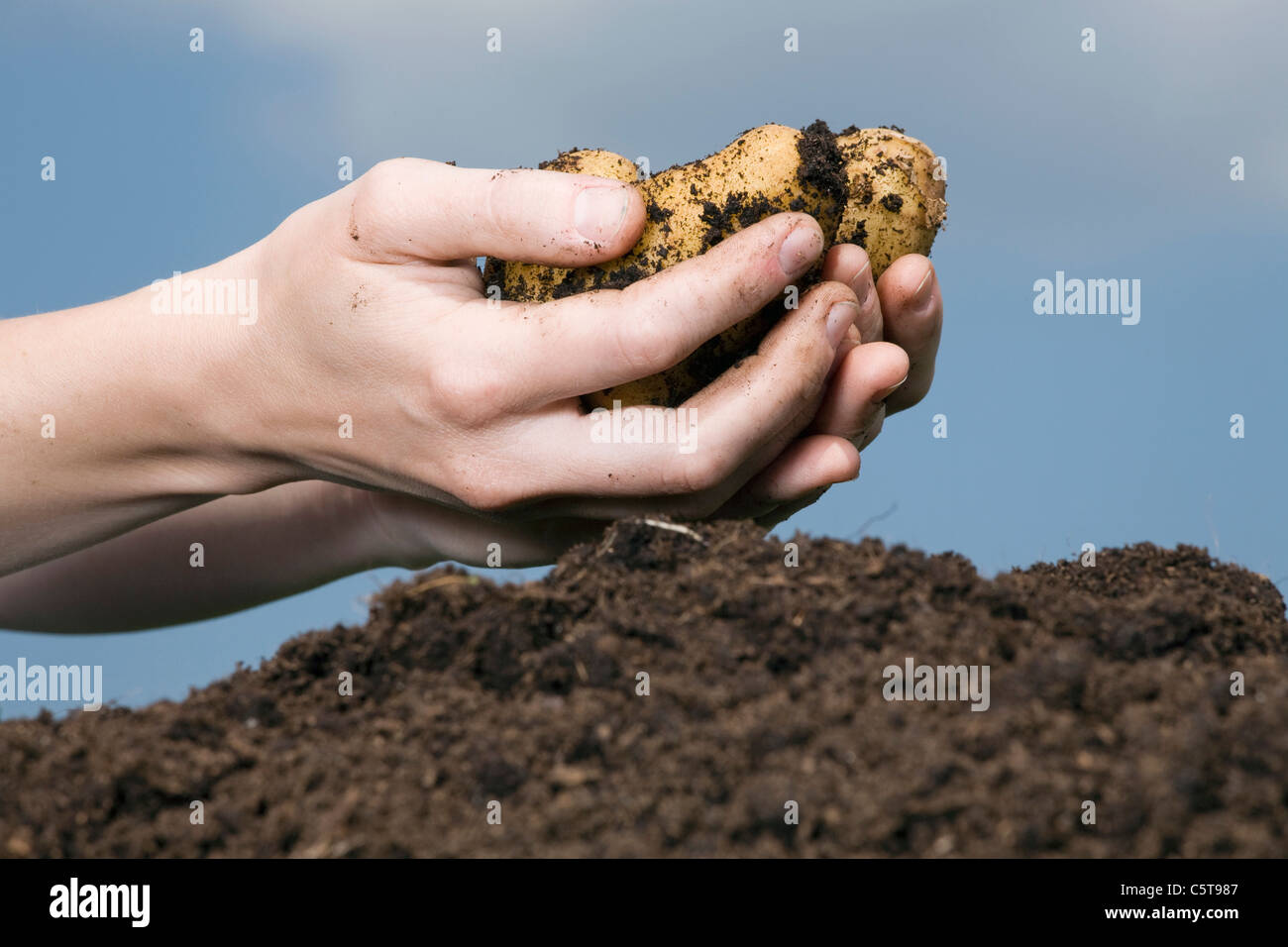 Hand holding potato, close-up Stock Photo - Alamy