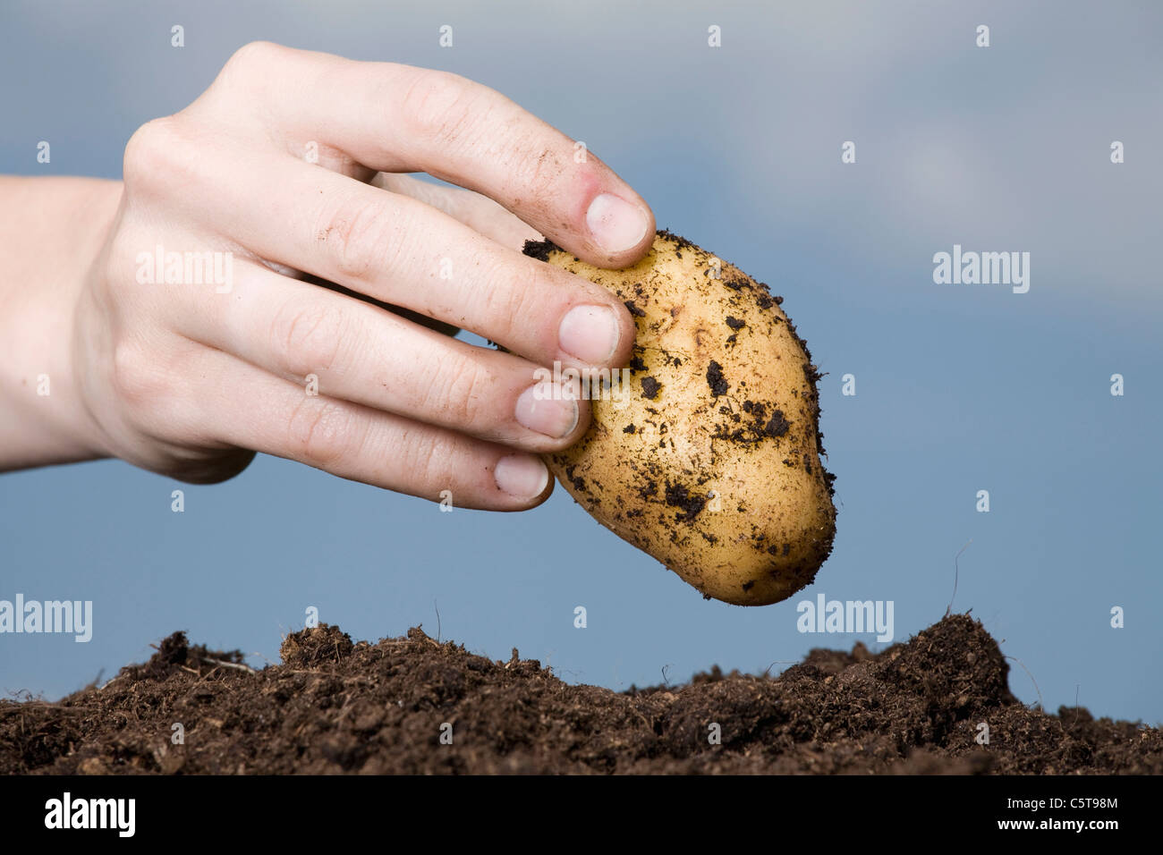 Hand holding potato Stock Photo - Alamy