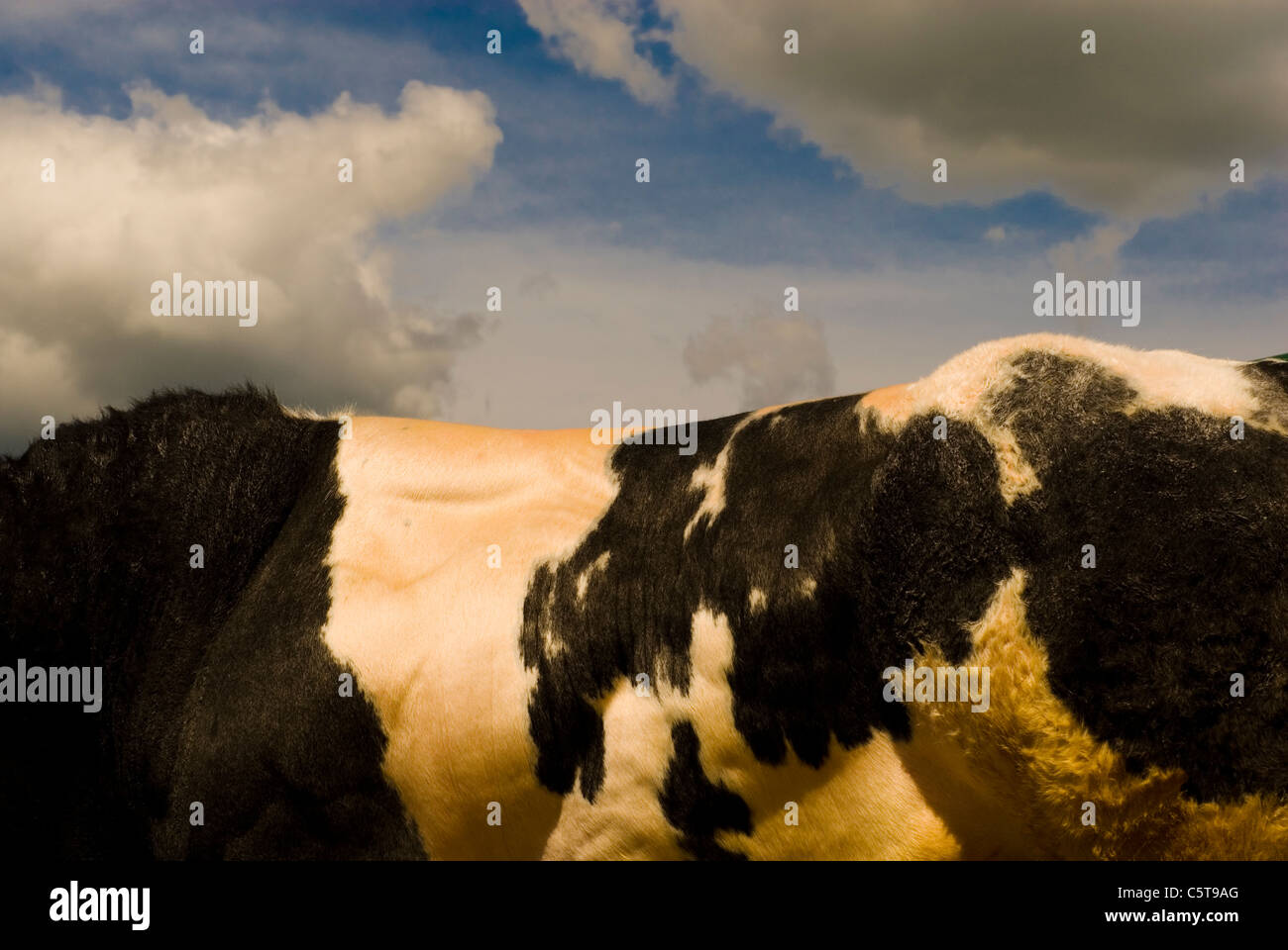 British blue bull muscular back Stock Photo - Alamy